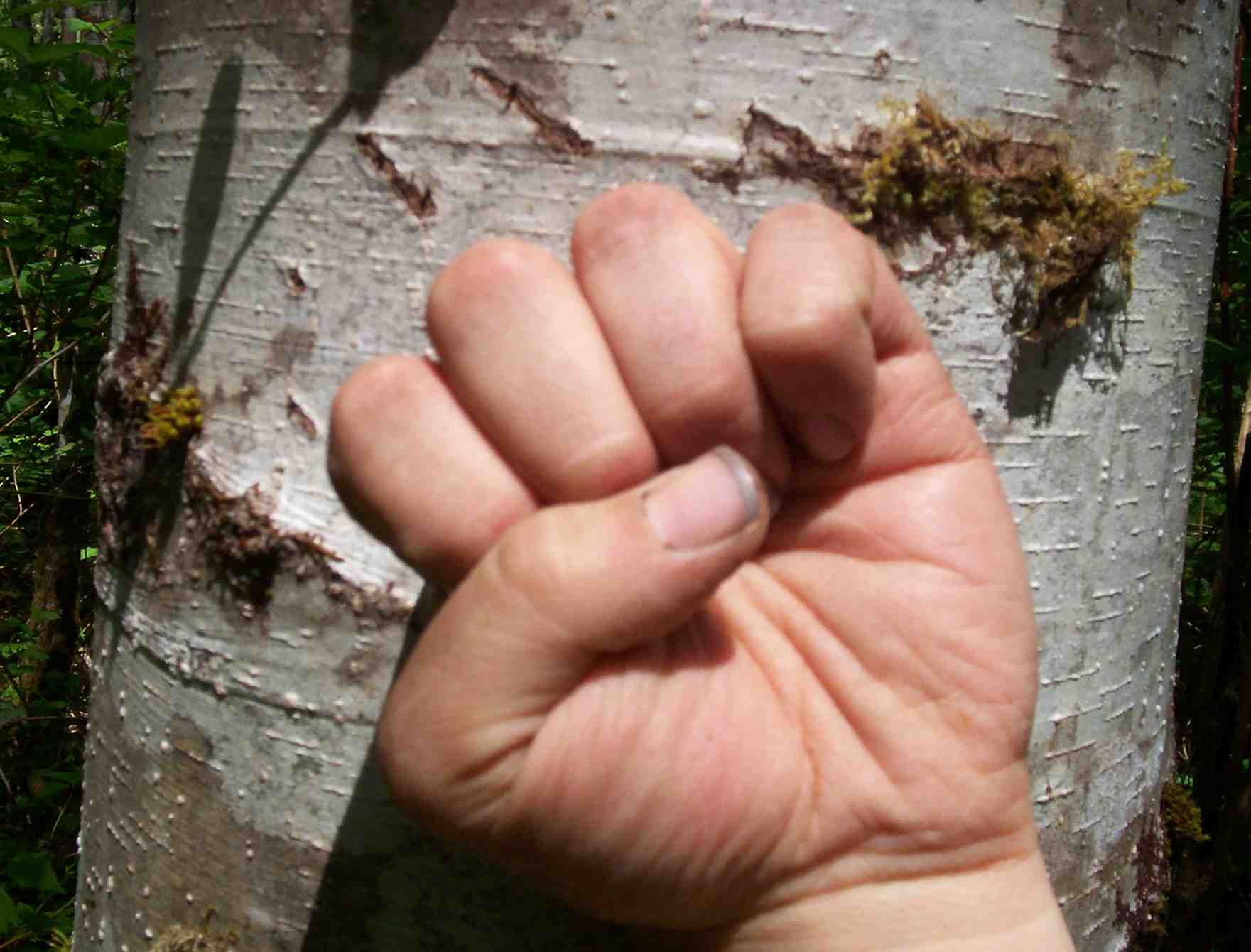 BearScratchFist – Wolf Camp & School of Natural Science